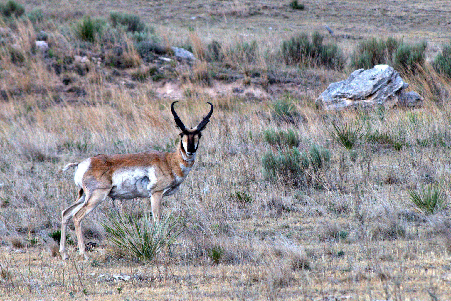 Pronghorn Antelope Buck – S.J. Dahlstrom